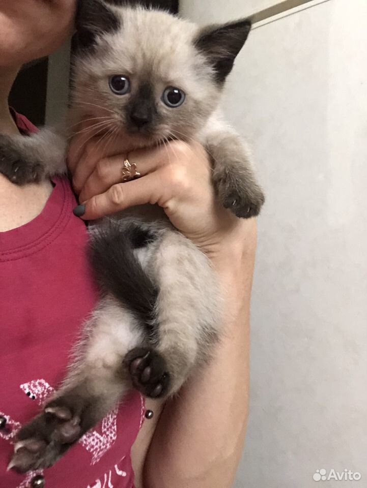 Колор пойнт