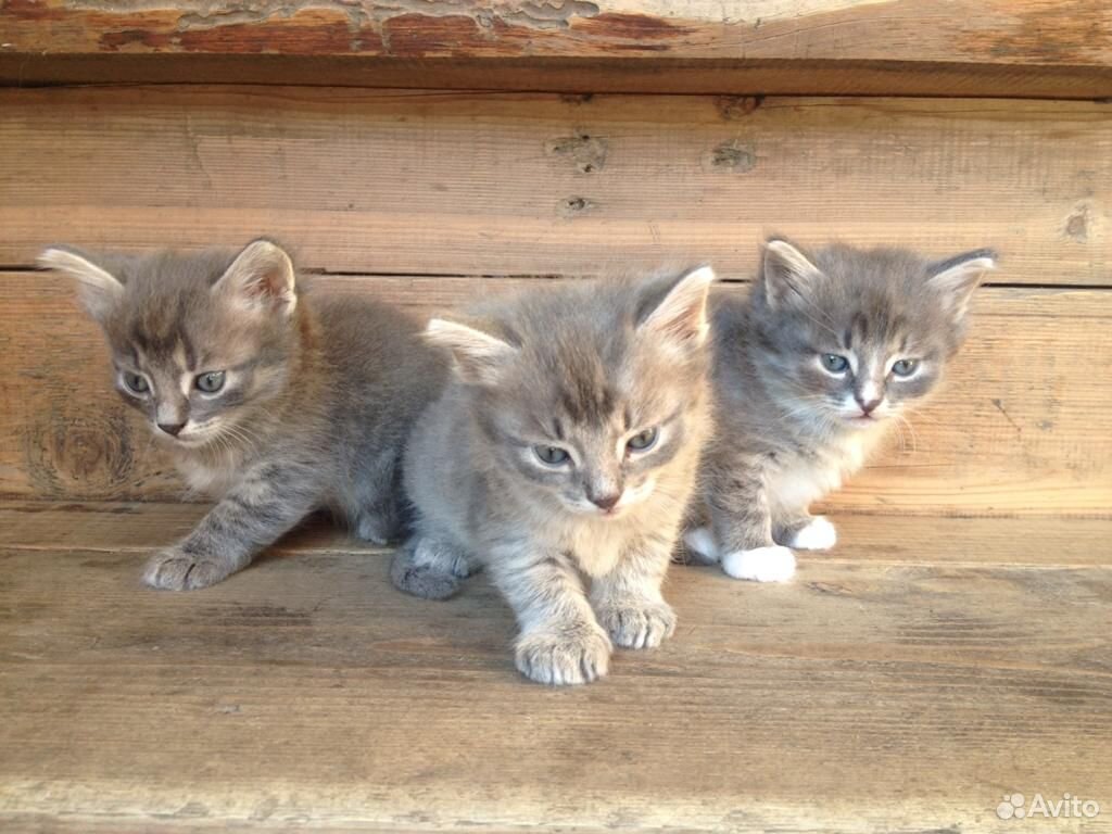 Котята (помесь с персом)