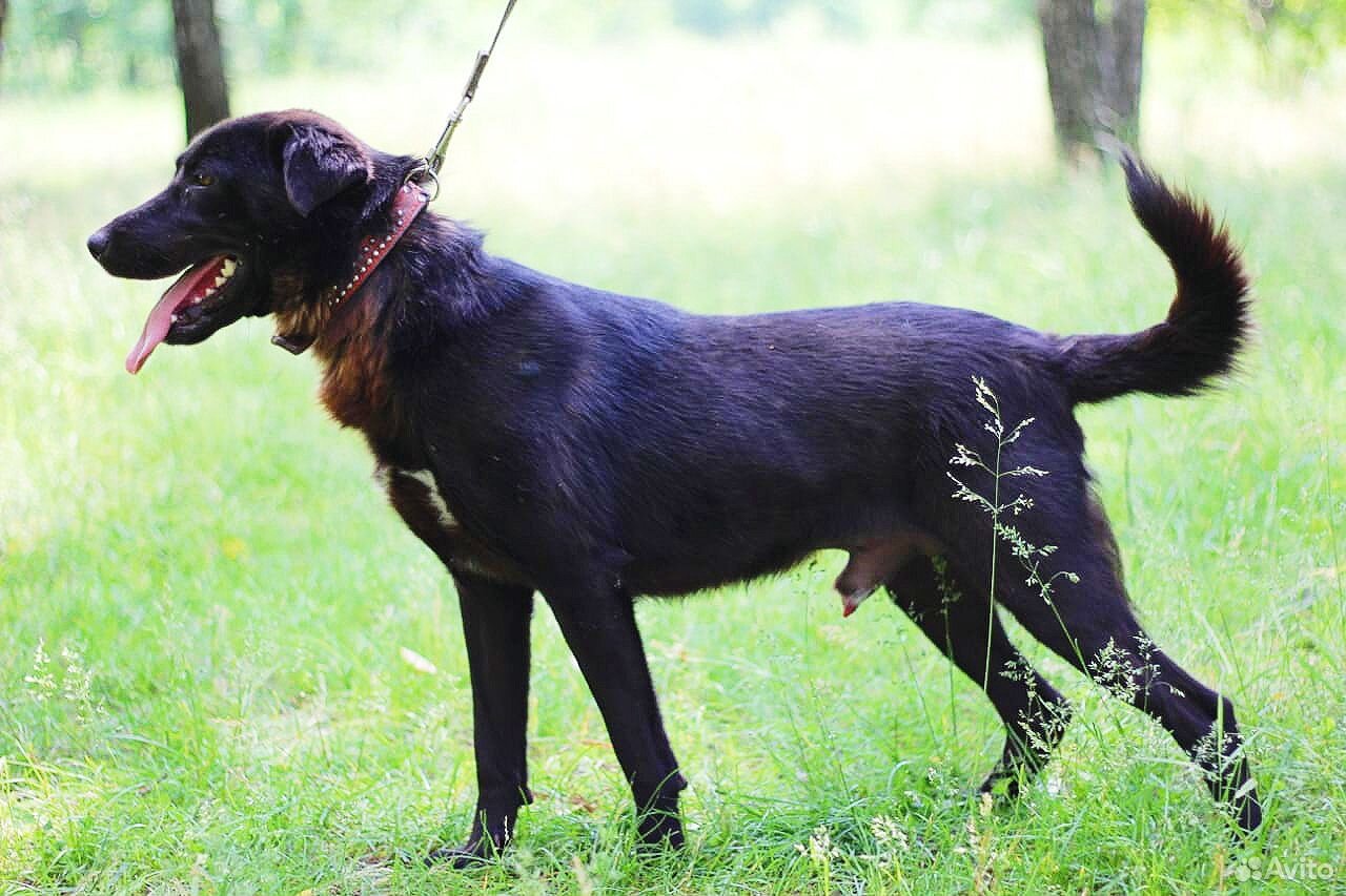 Отдам собаку Пита в добрые руки