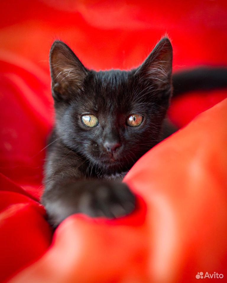 Котёнок в добрые руки