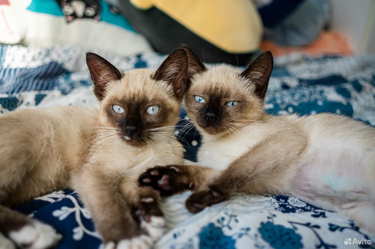 Котята девочки 3 мес