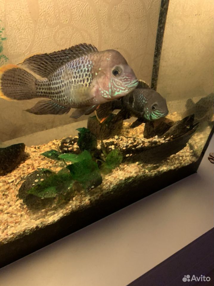 Акары бирюзовые пара