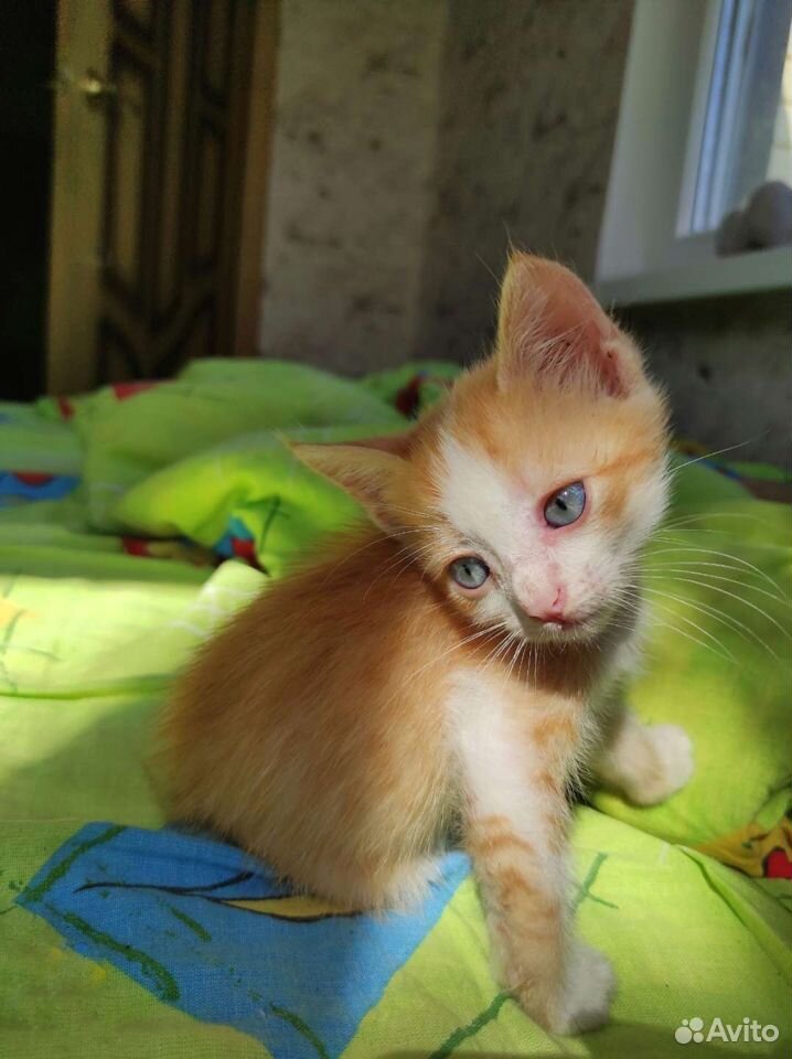 Котнок