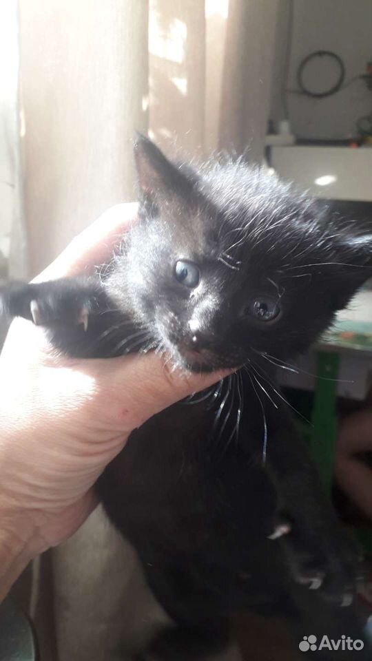 Черная кошка