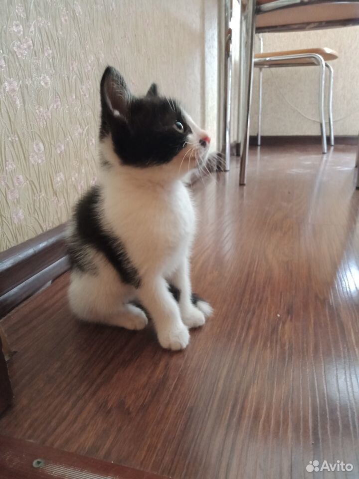 Черно-белый котеночек