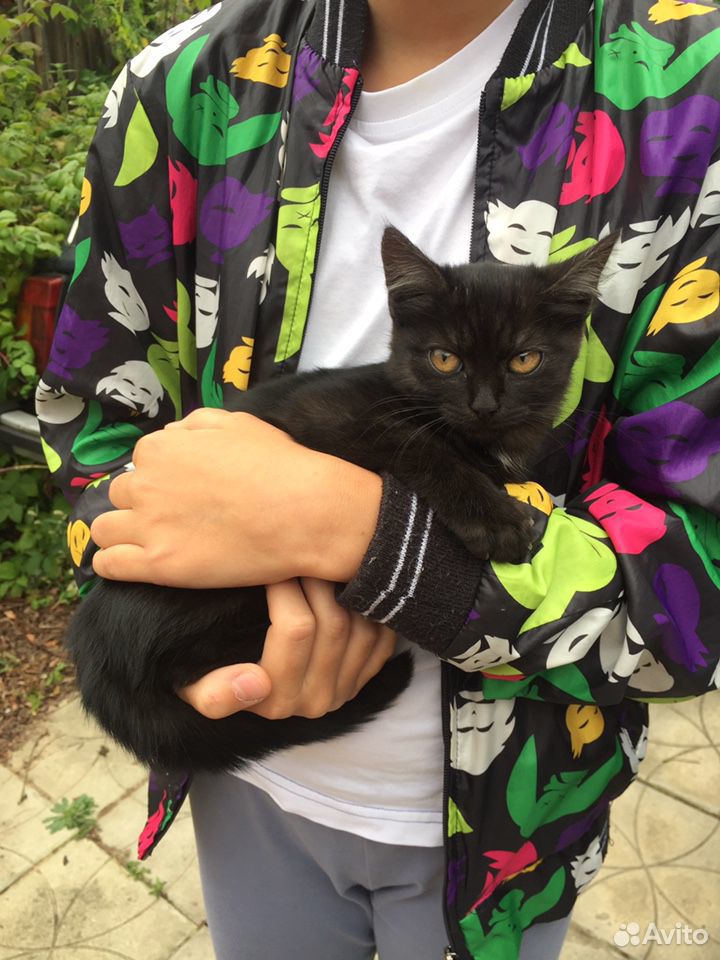 Котёнок девочка