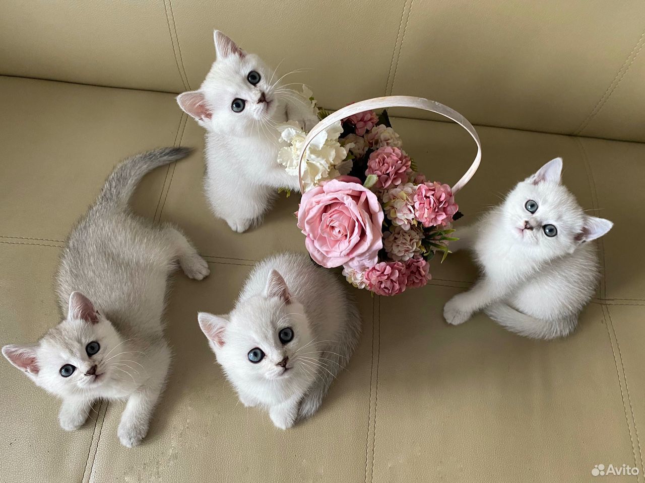 Британская шиншилла