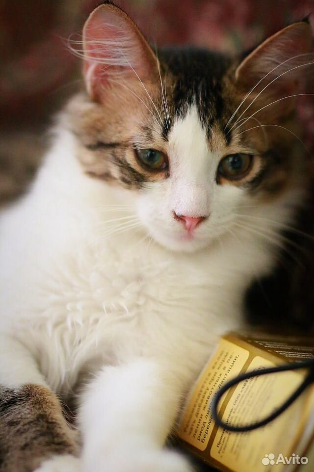 Басик ищет дом