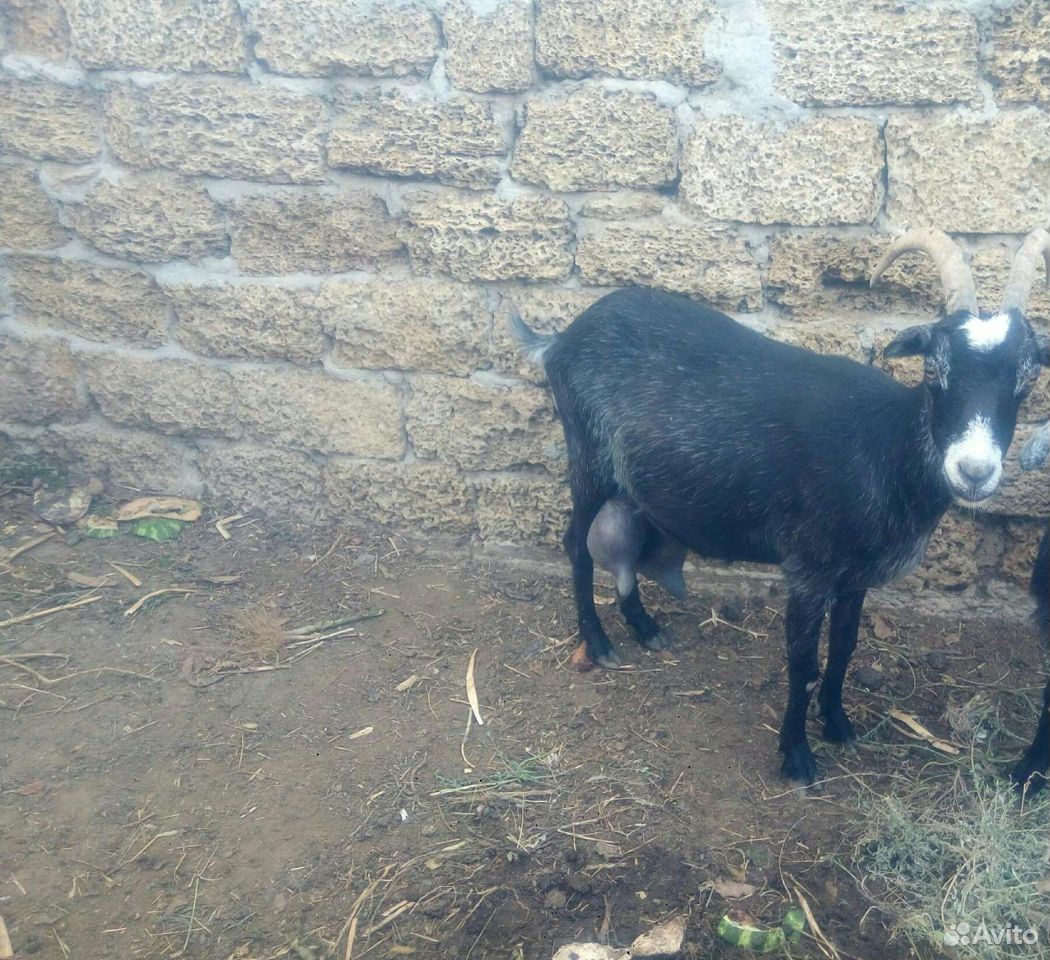 Коза дойная