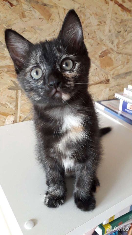 Кошка