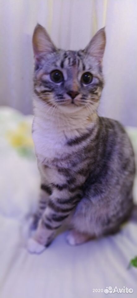 Британский котенок полосатый (вискас)
