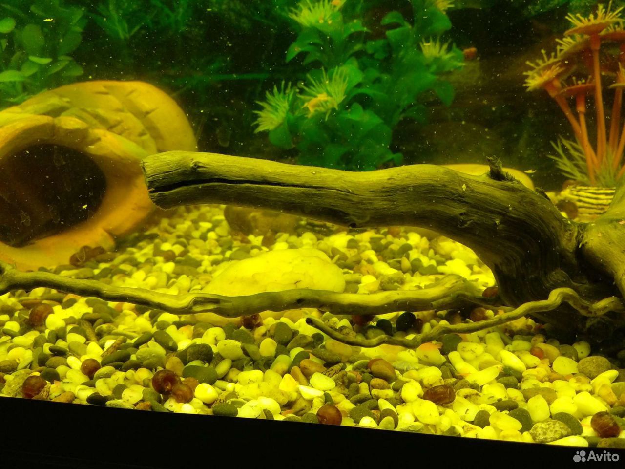 Улитка катушка, мелания