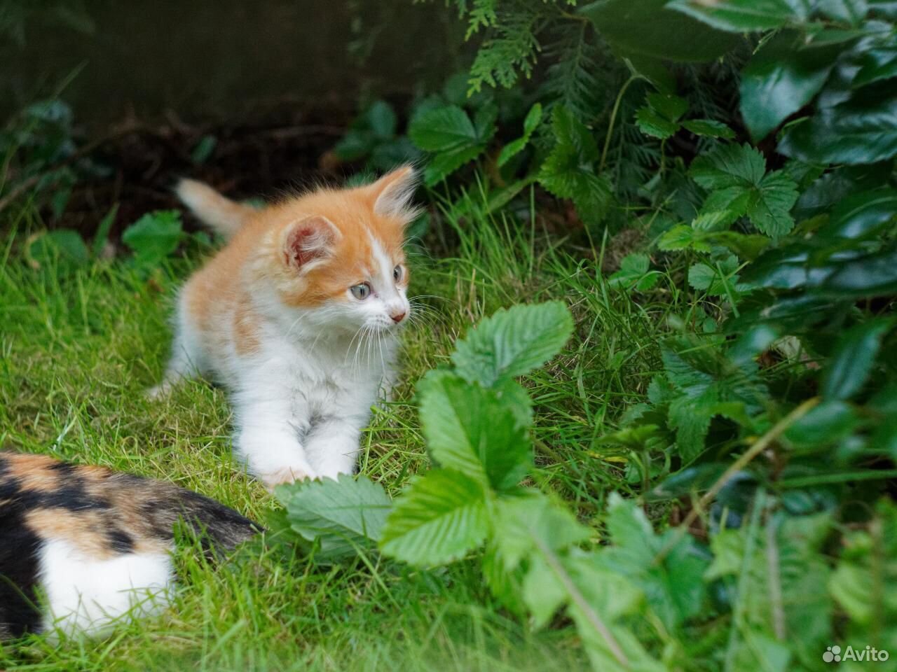 Мурчелло - в дар