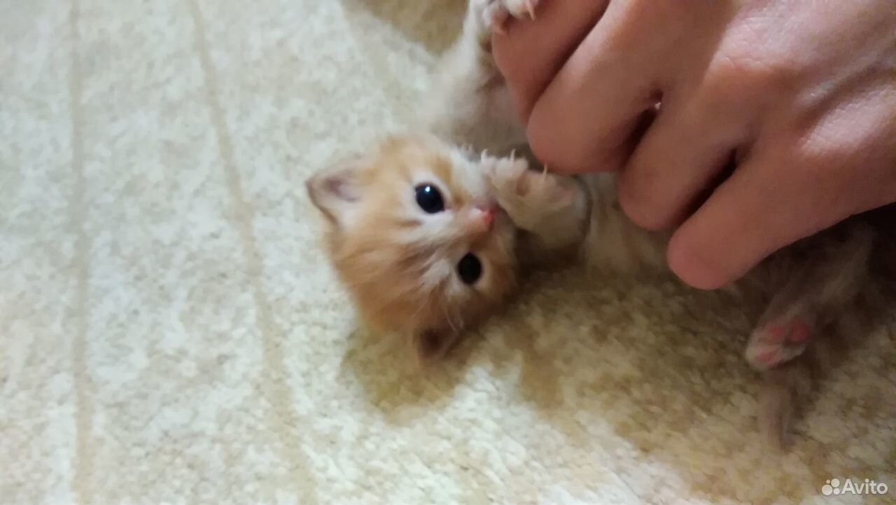 Ответственным людям отдаём чудесных котят