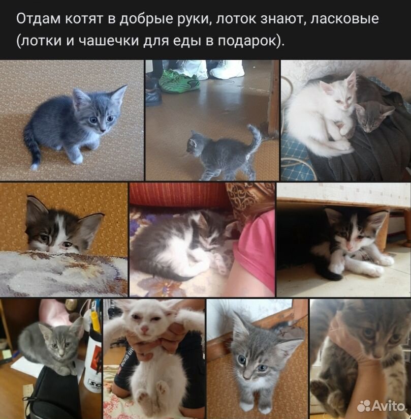 Котята