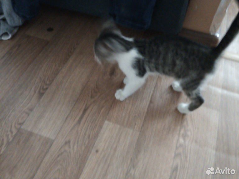 Отдам котенка