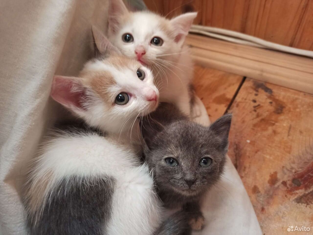Кошечки, 1.5мес, в добрые руки
