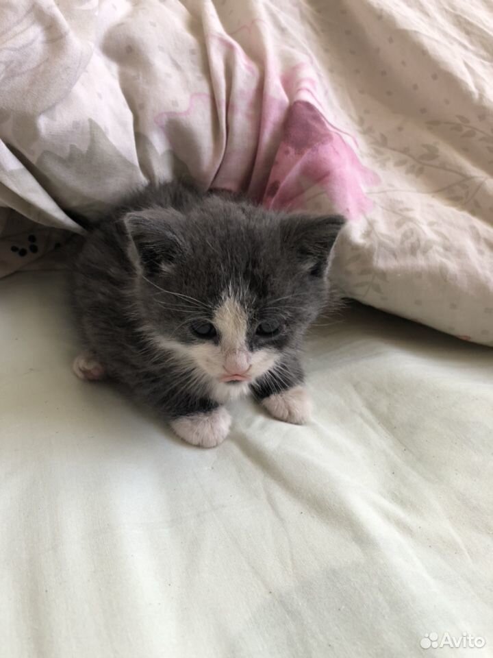 Котята в добрые руки бесплатно