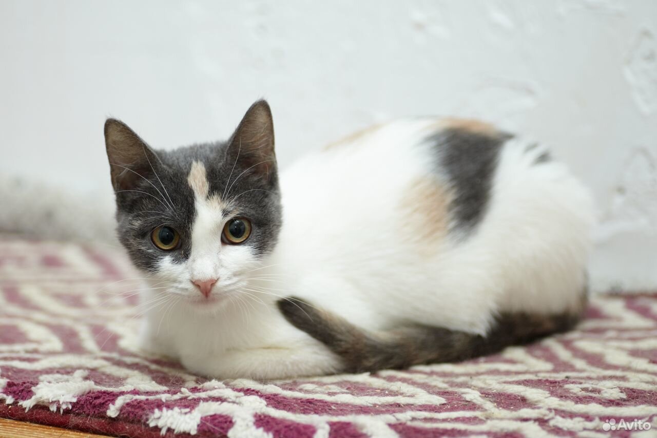 Мишель, котенок