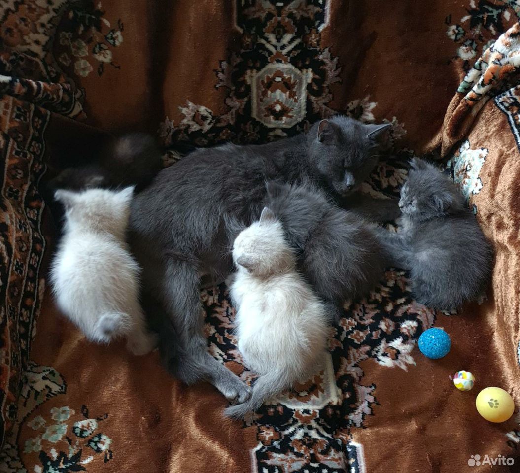 Котята в добрые руки