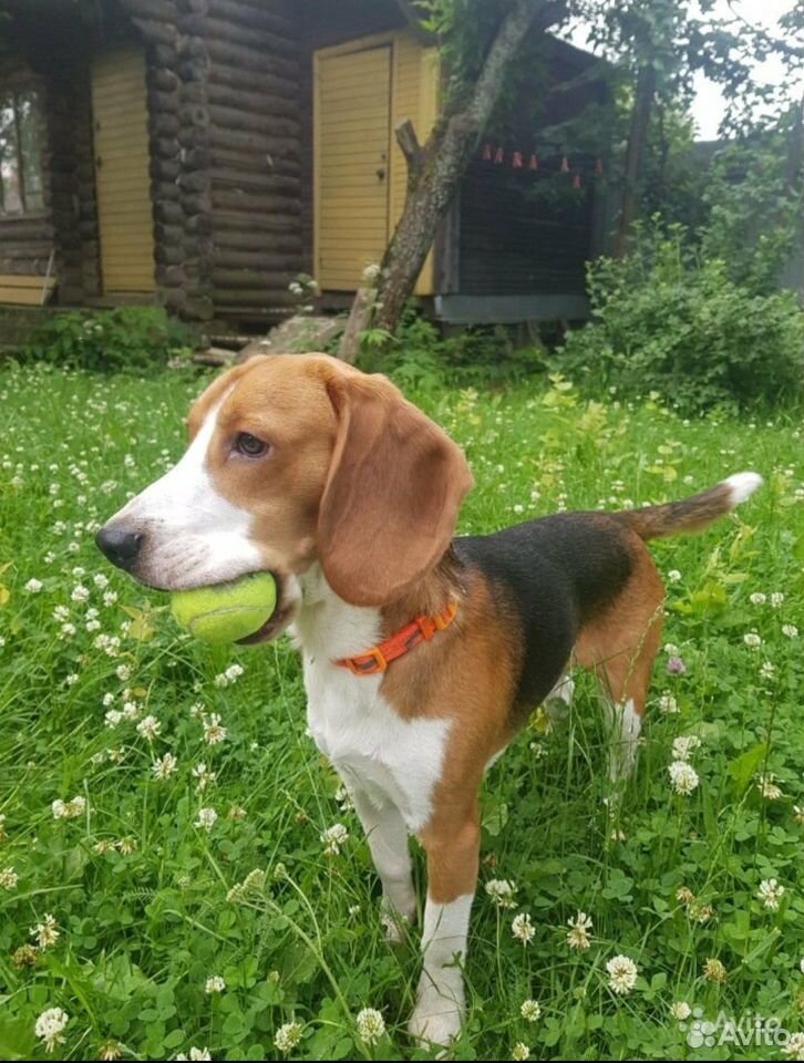 Собака Бигль 1 год мальчик