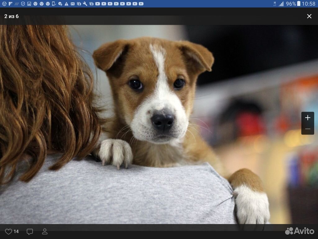 Щенки метисы шарпея в добрые руки