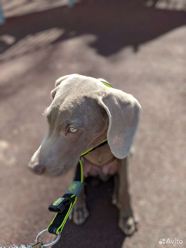 Веймаранер Кобель