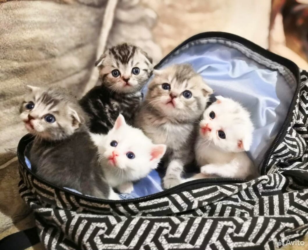 Шотландские