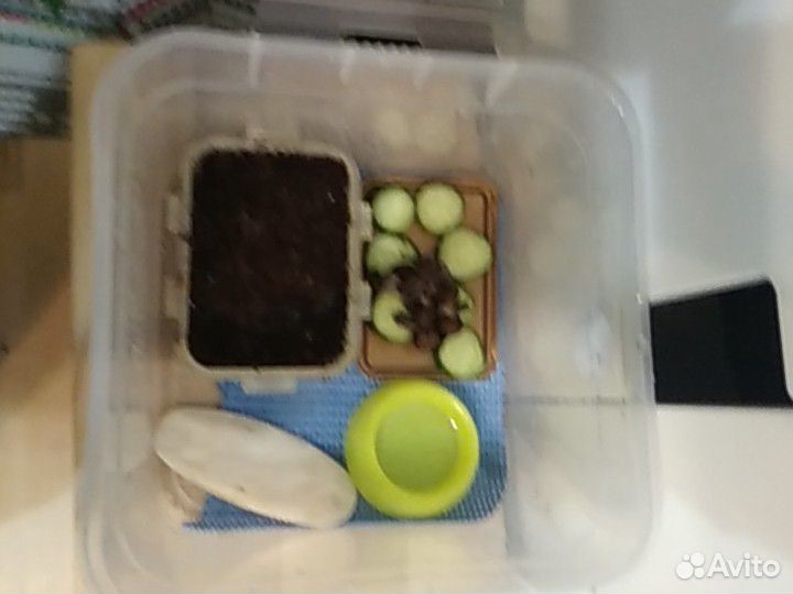 Виноградные улитки