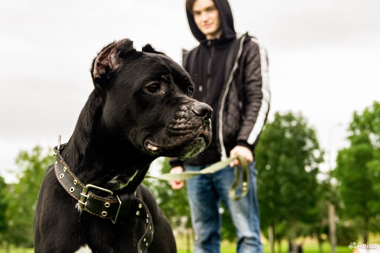 Кира ищет дом