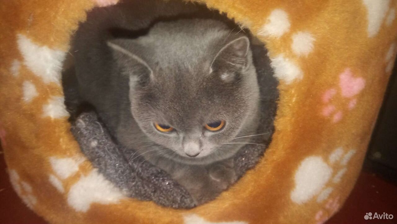 Кошечке британской породы нужен кот