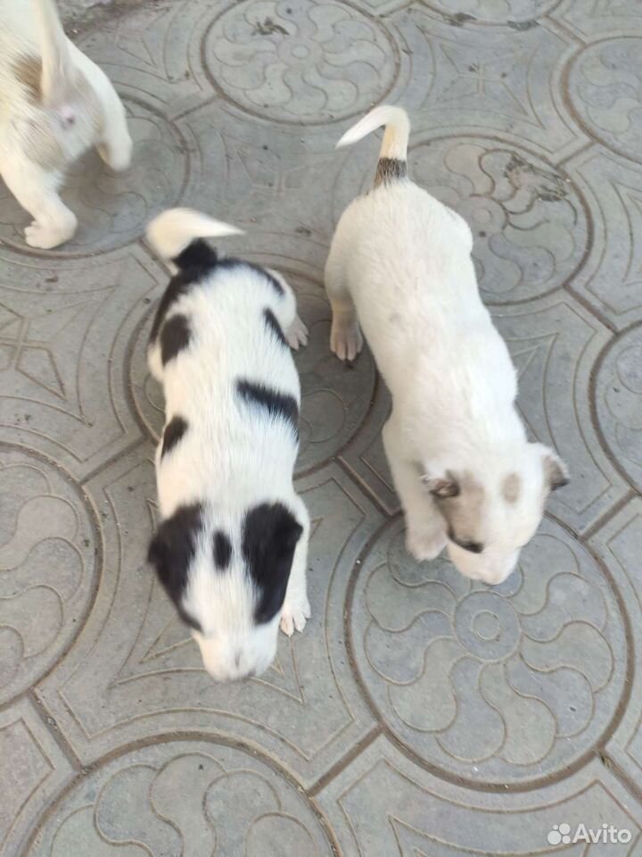 Щенки
