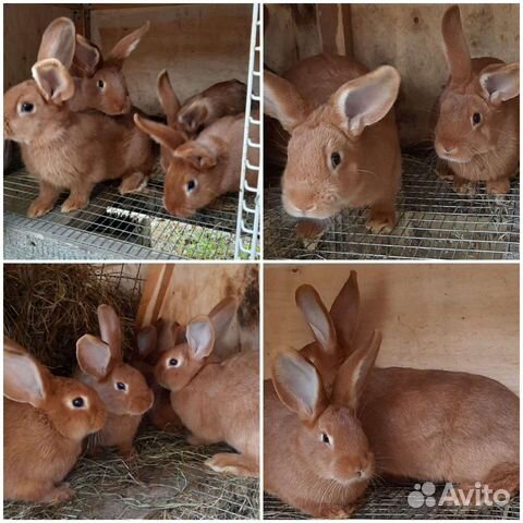 Крольчата нзк