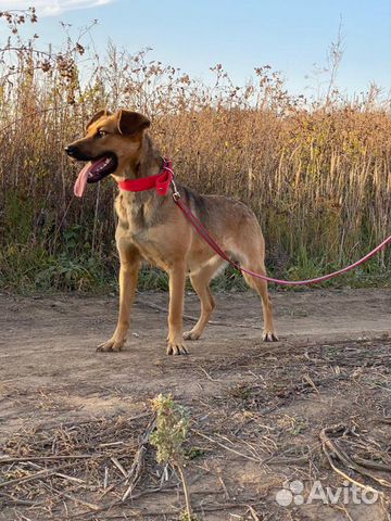 Супер Охранница, стерилизована