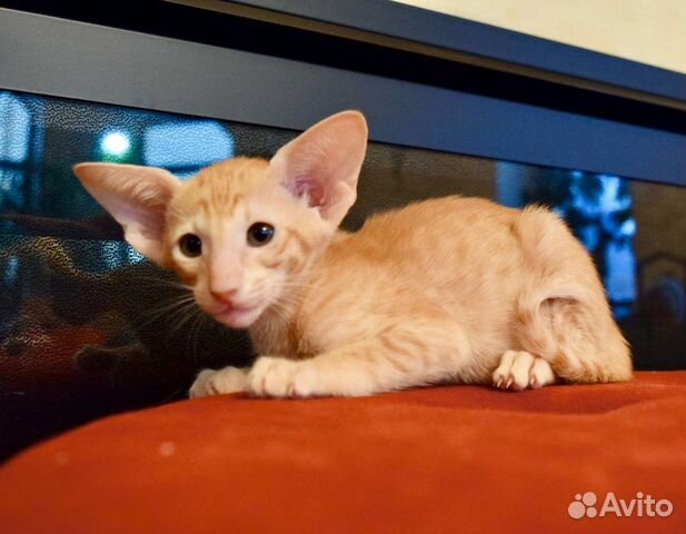 Ориентальная