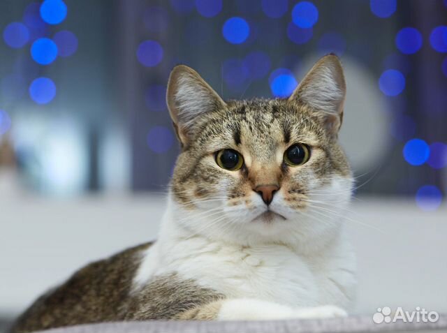 Кот, 2 года