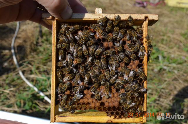 Плодные Матки породы Бакфаст Карника