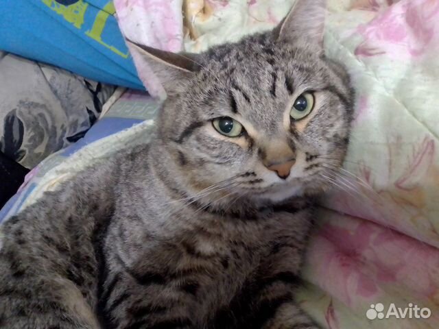 Вязка Британский кот