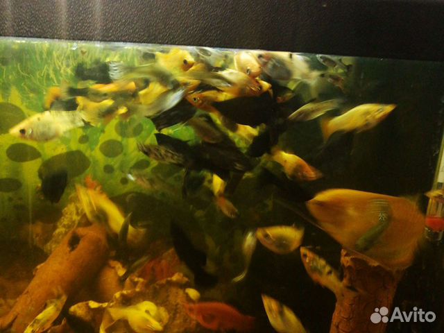 Моллинезии