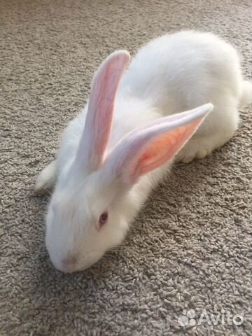 Продються самочки белый великан, самцы калифорния