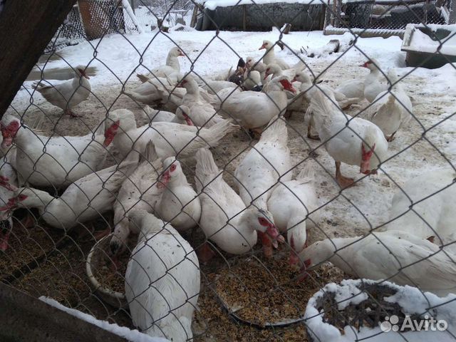 Индоутки домашние