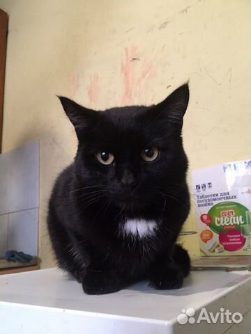Котей Кузя
