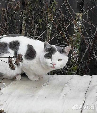 Кот молодой бесплатно