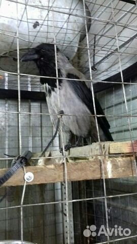 Отдам ворону