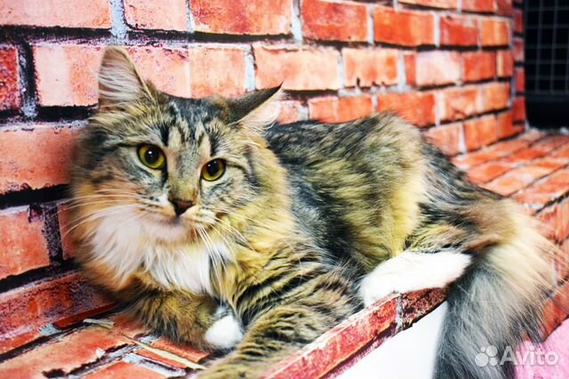 Котенок Сима 6 мес ищет дом