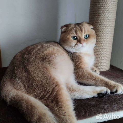 Вязка с золотой шиншиллой. Чемпион WCF