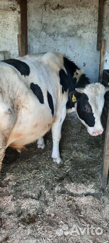 Бык 1год 4 месяца