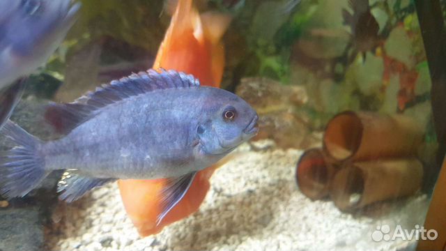 Отдам двух цихлид