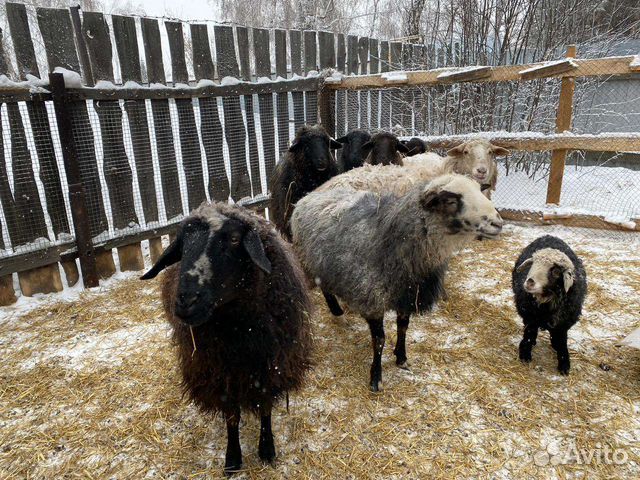 Овцы, бараны