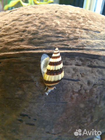 Улитка Хелена